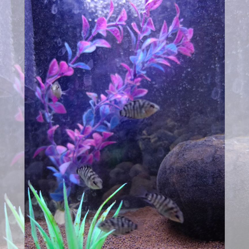 Цихлозома чернополосая мальки