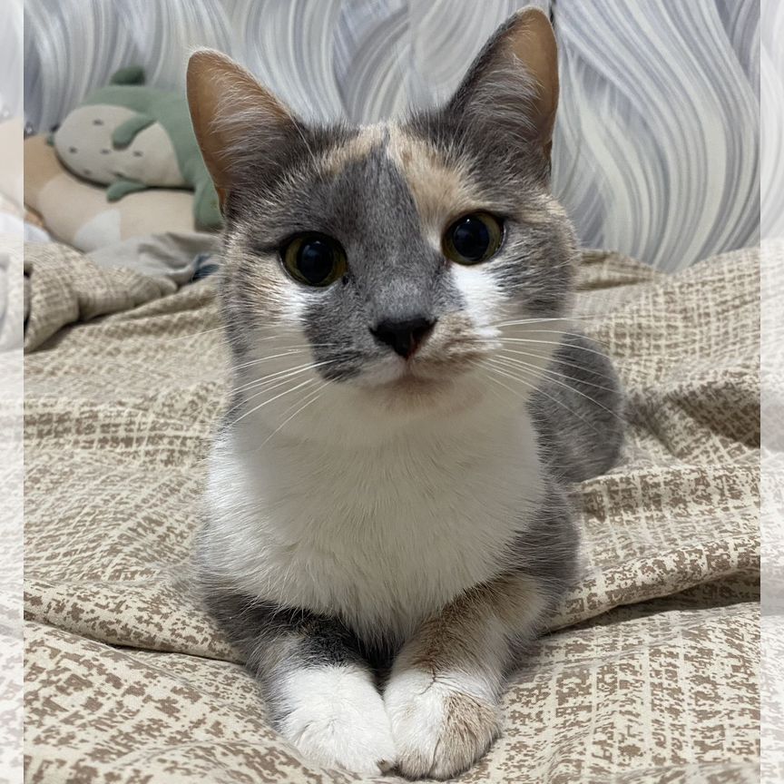 Взрослая кошка от частного владельца