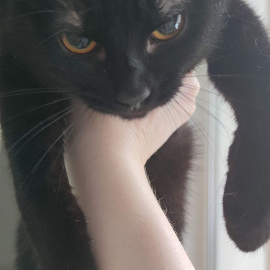 Кошечка