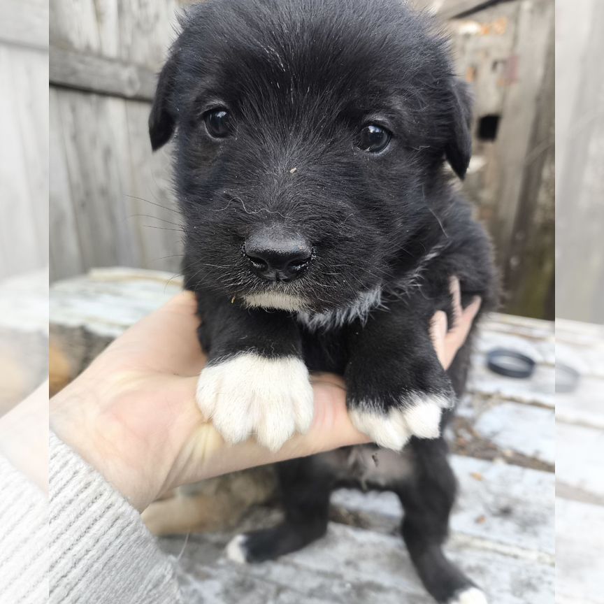 Щенок в добрые руки