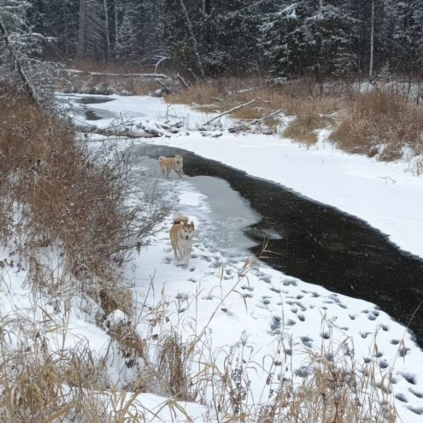 Бесплатно пристраиваем лайку