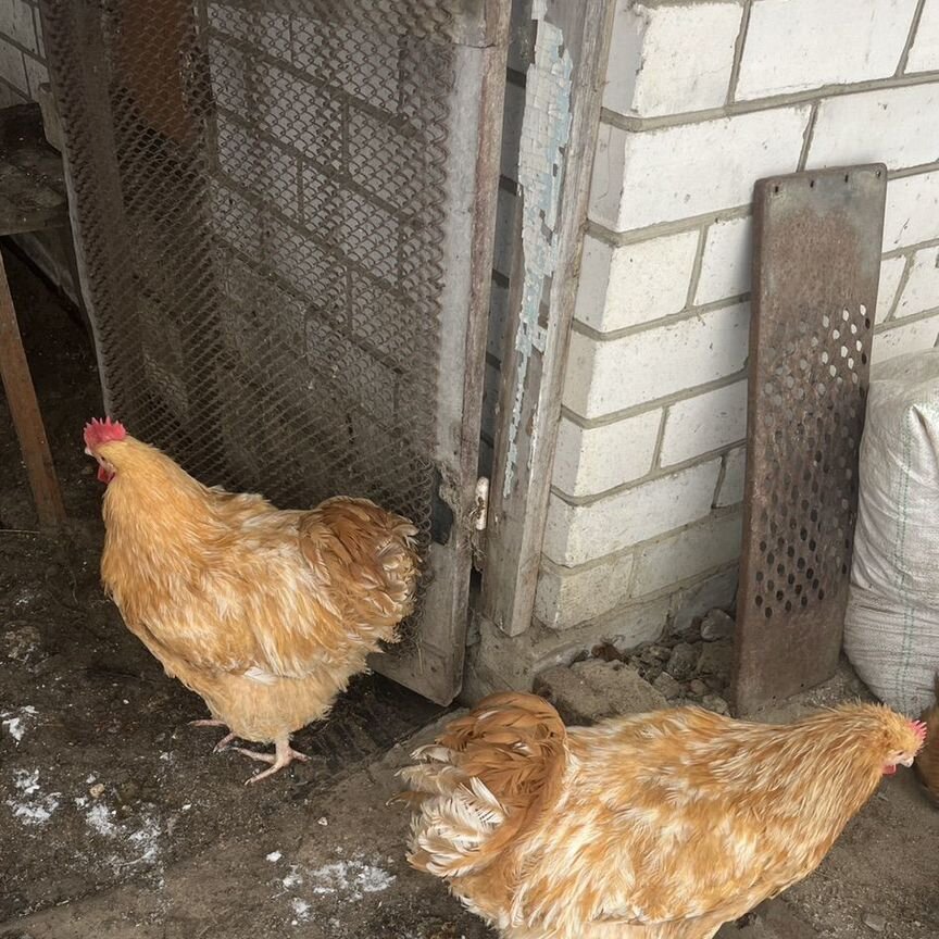 Петух Брама, орпингтон,молодой