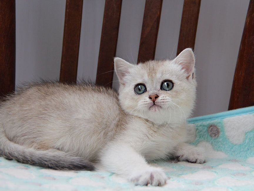 Тея - серебристая шиншилла кошечка