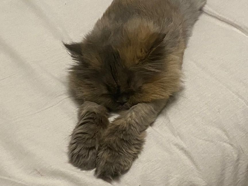 Кошка в самые добрые руки