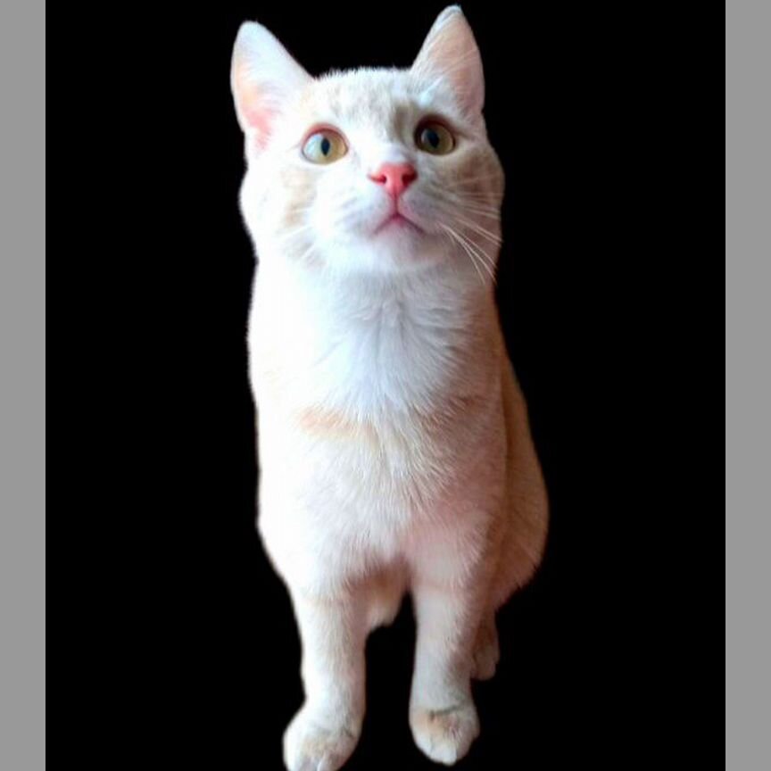 Котик. 6 месяцев. Ответственным людям
