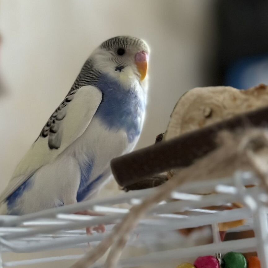 Попугай волнистый с клеткой