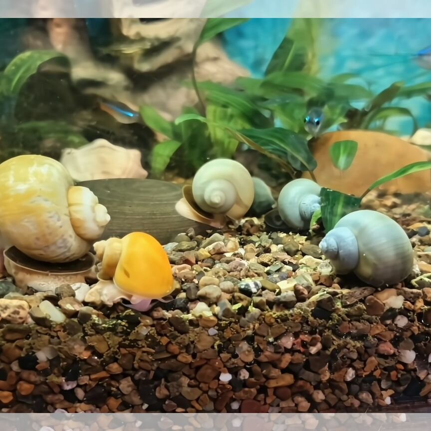 Улитки ампулярии