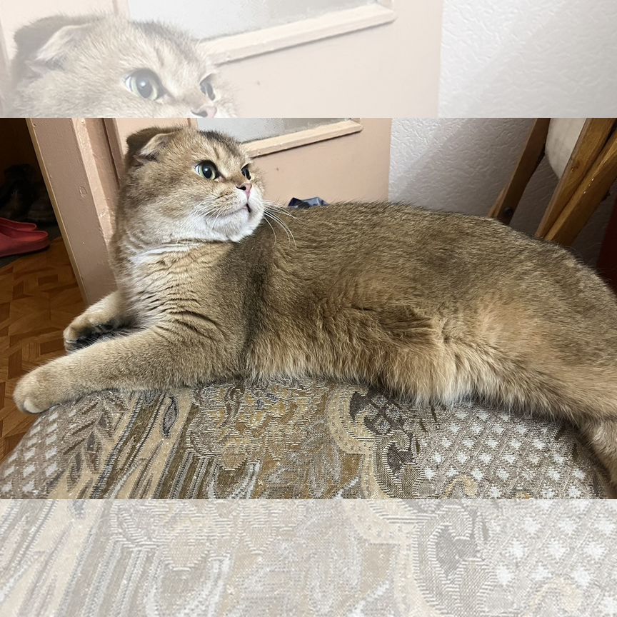 Шотландский вислоухий короткошёрстный, взрослый кот