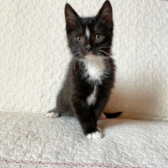 Котенок мурчащий и ласковый