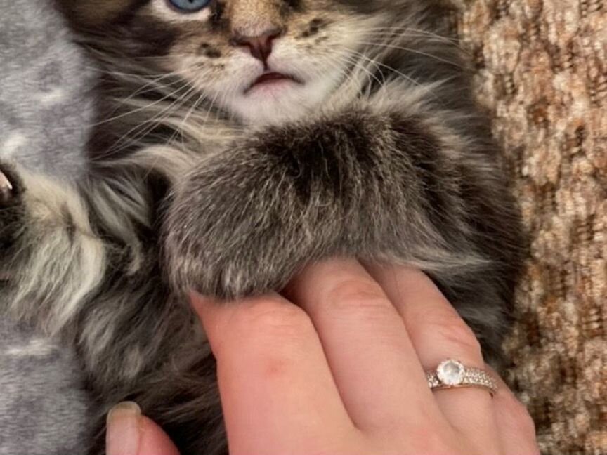 Мейн-кун котята