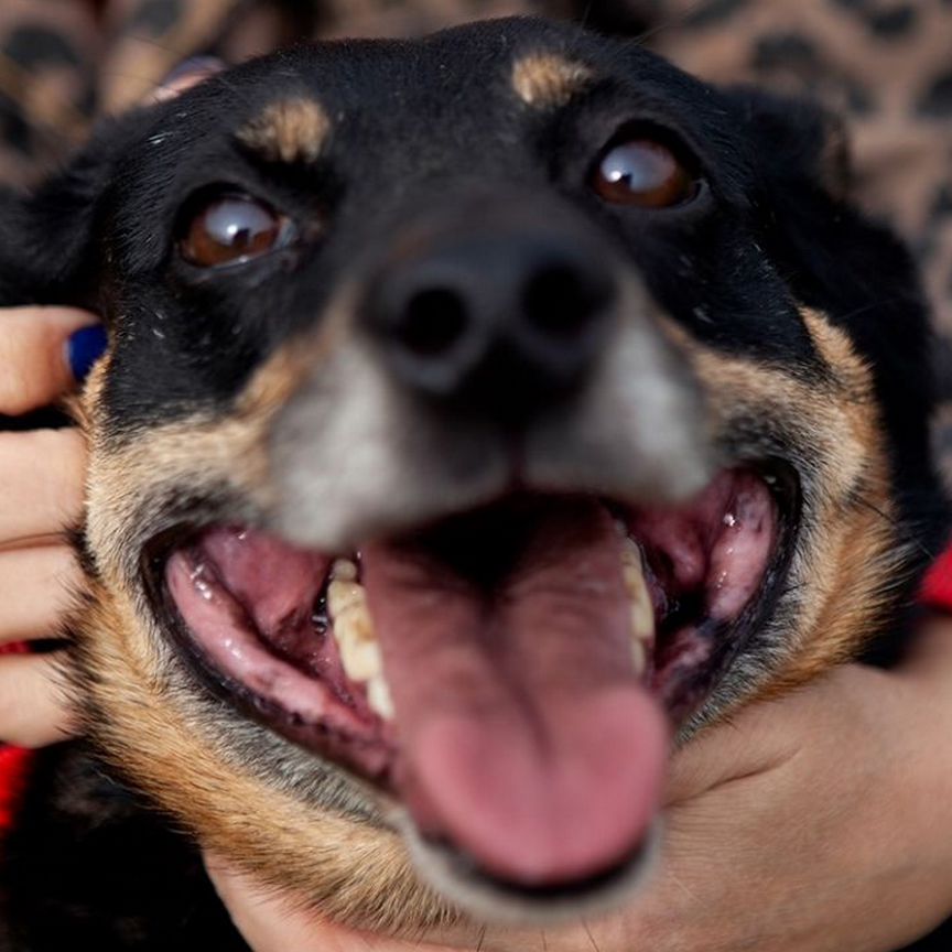 Взрослый пёс в добрые руки