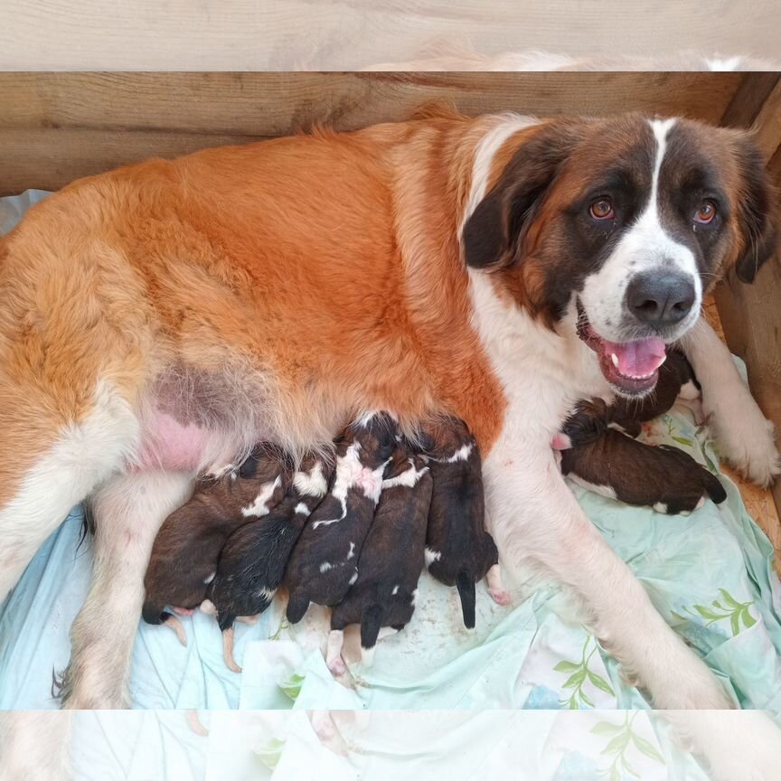 Щенки Московской сторожевой