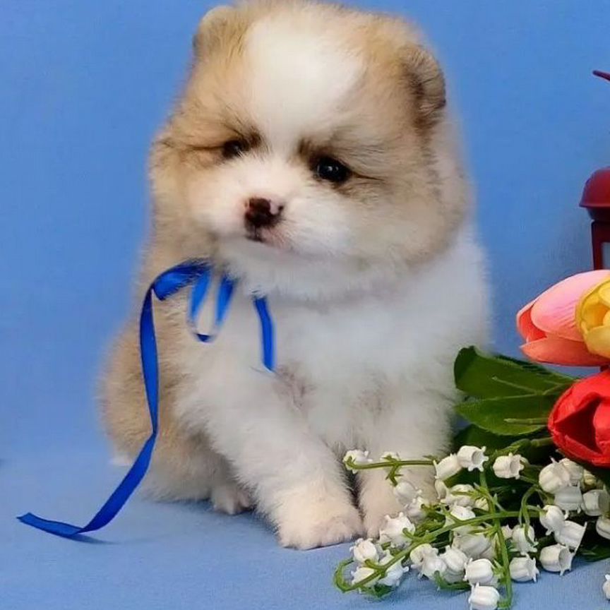 Померанский шпиц, щенок