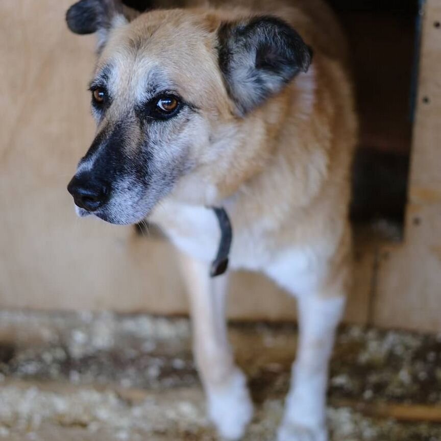 Милая и робкая Таша ждёт своего хозяина