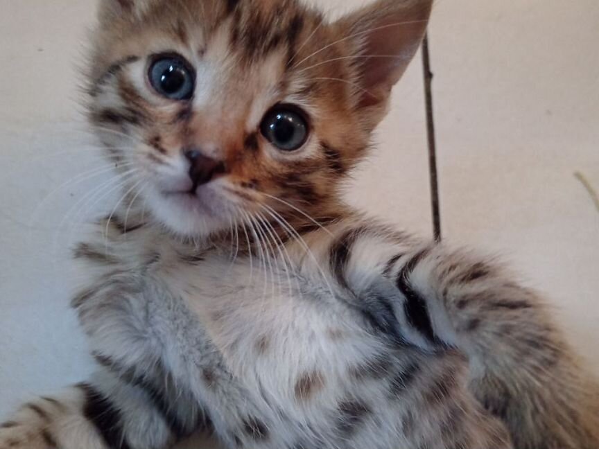 Котята от бенгальской кошки