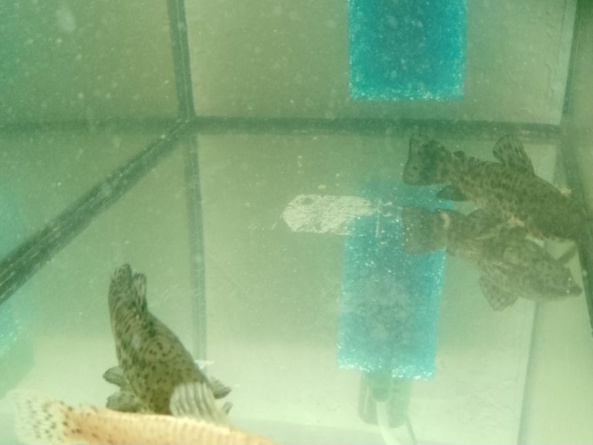 Аквариумные рыбки