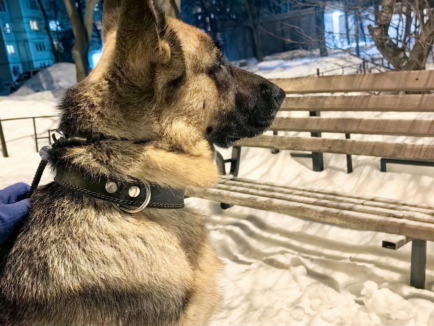 Собака немецкая овчарка в дар