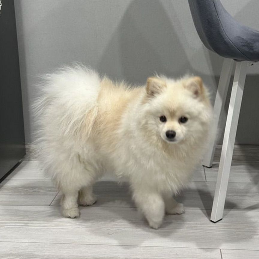 Немецкий шпиц, щенок