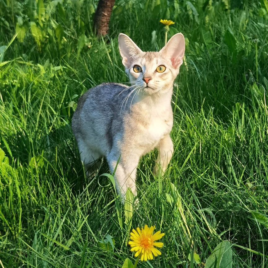 Котята серебристой пумы