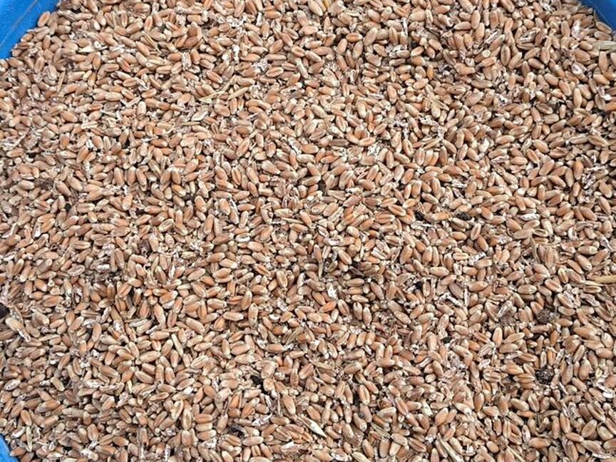 Пшеница фуражная