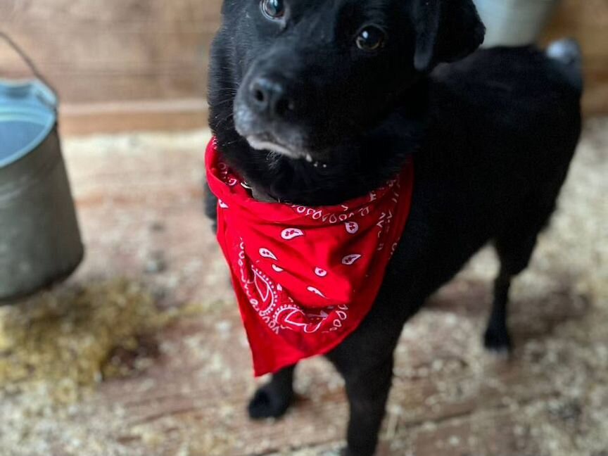 Мишенька ищет дом