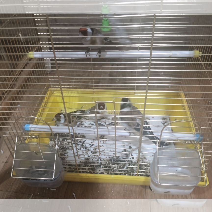 Щегол домашний