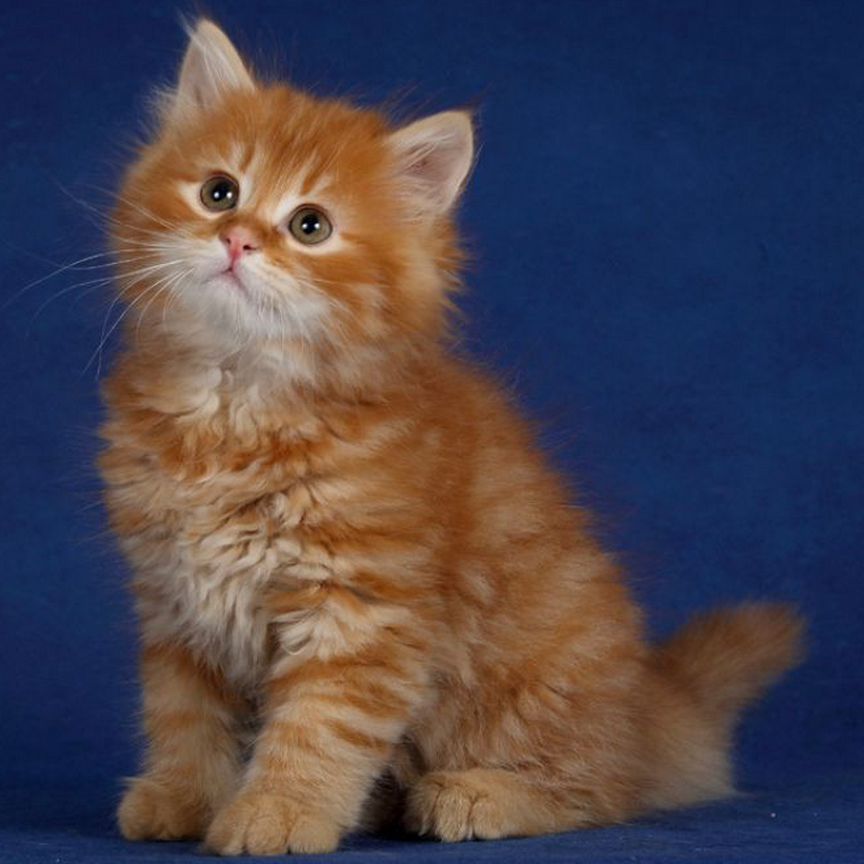 Сибирский котенок рыжий элитный