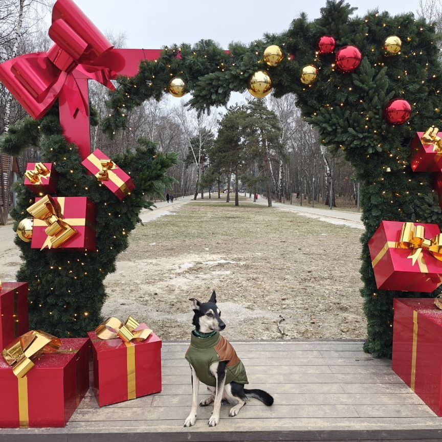 Собака в добрые руки отдам бесплатно