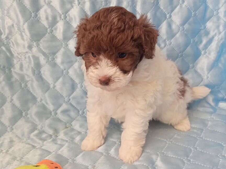 Пудель Арлекин, девочки, миниатюрные