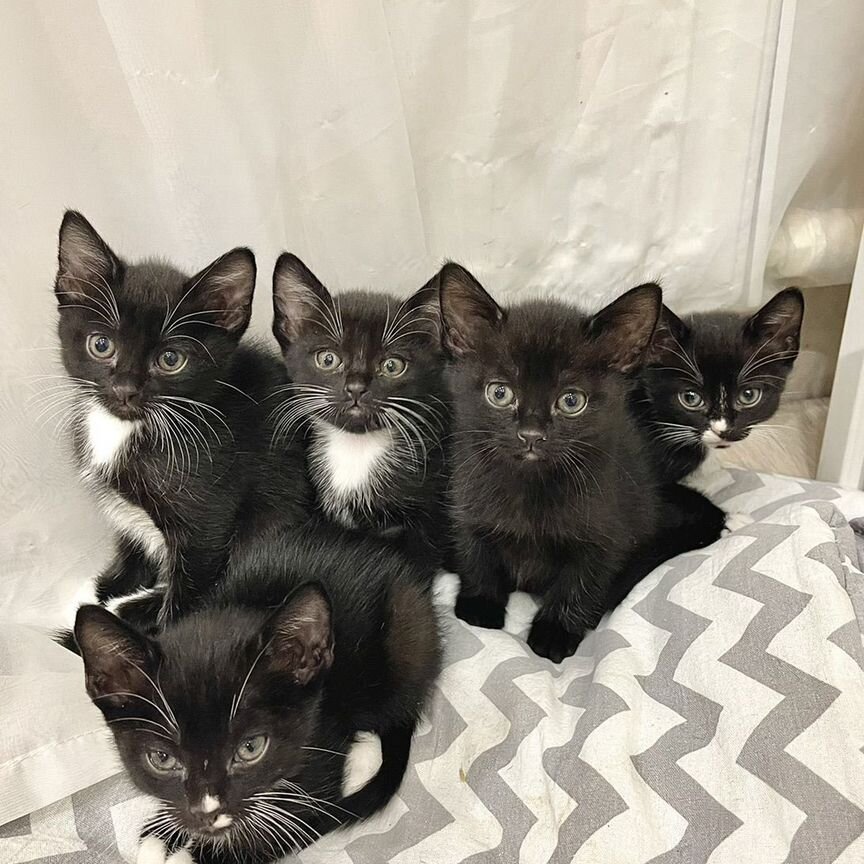 Котята бесплатно