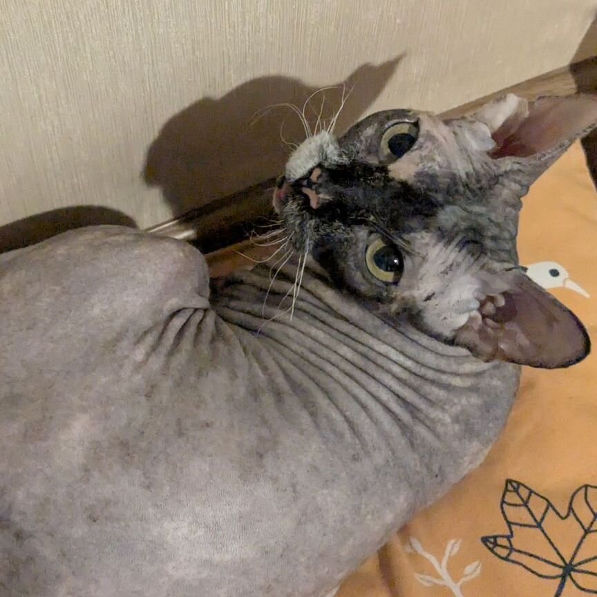 Донской сфинкс бесплатно