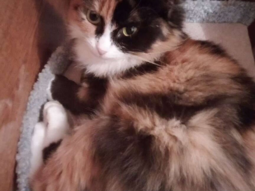 Кошка в добрые руки