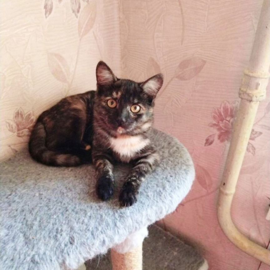 Кошечка Сима