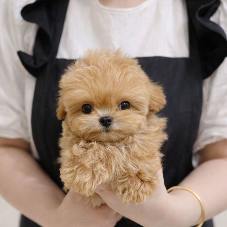 Мальтипу, щенок