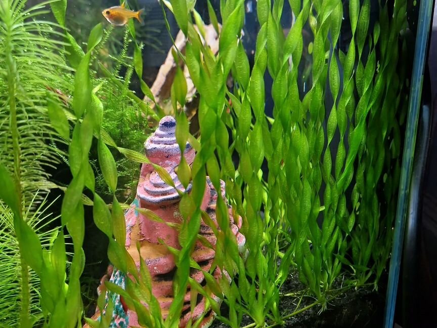 Валиснерия спиральная