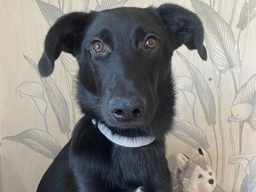 Собака в добрые руки