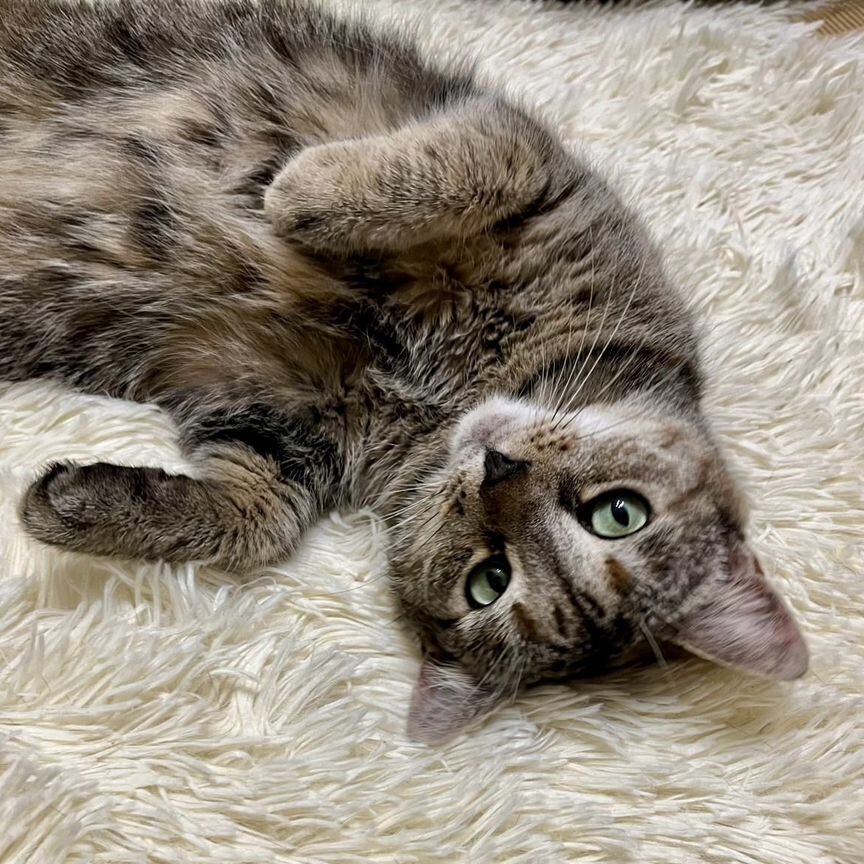 Ласковая кошка Касенька 1,5 года в дар