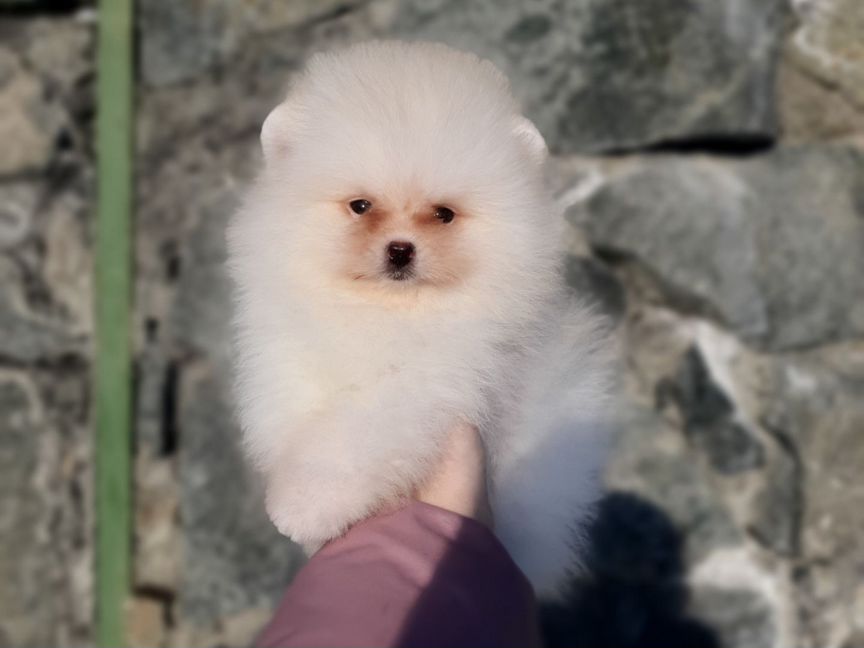 Щенки шпица