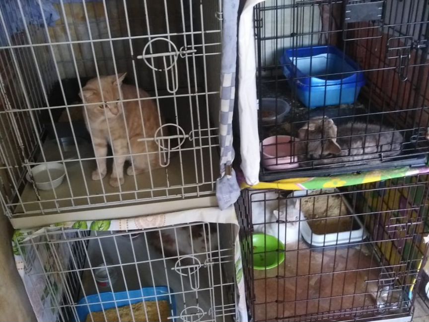 Болеют и голодают котики