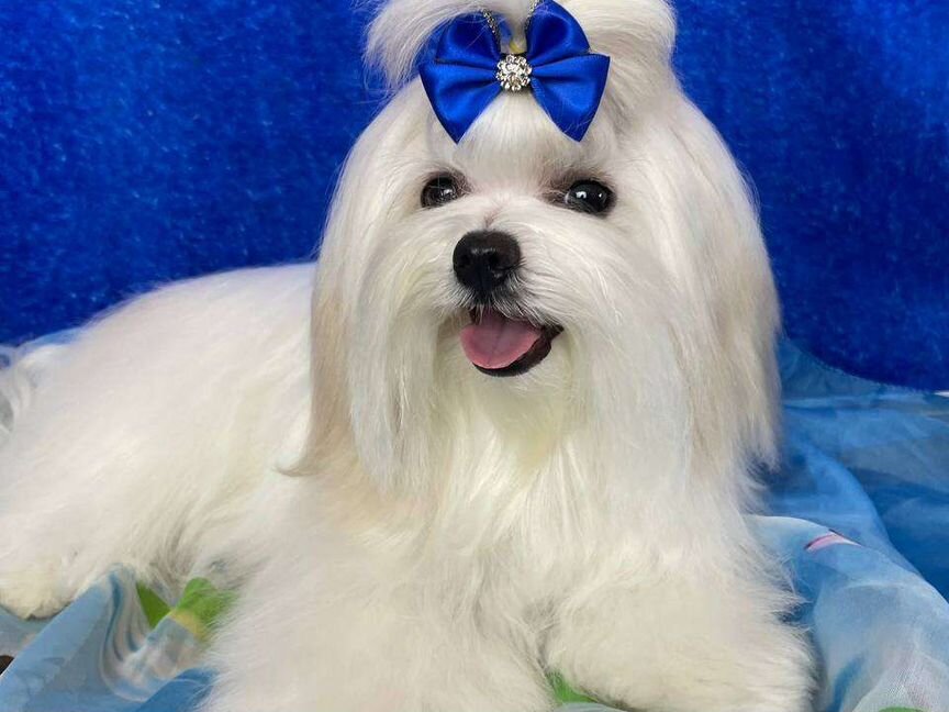 Болонки