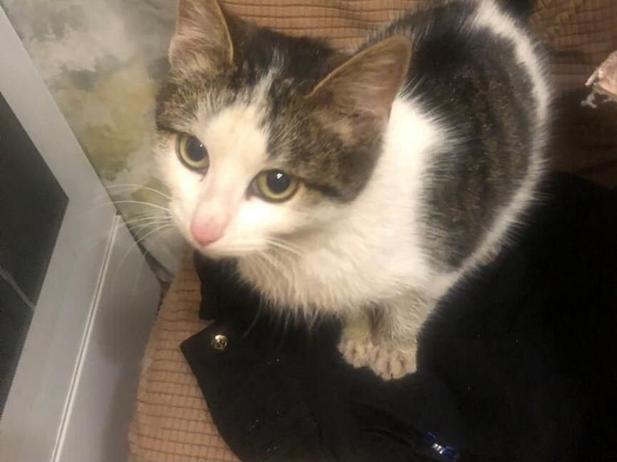 Тосечке нужен дом