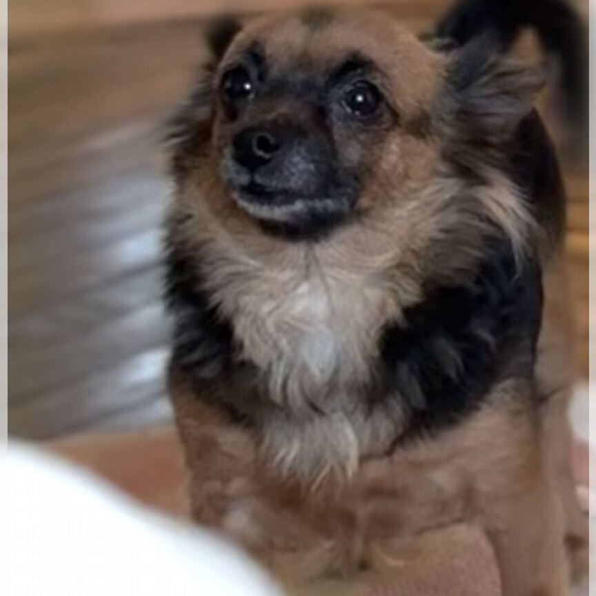 Чихуахуа, взрослая собака