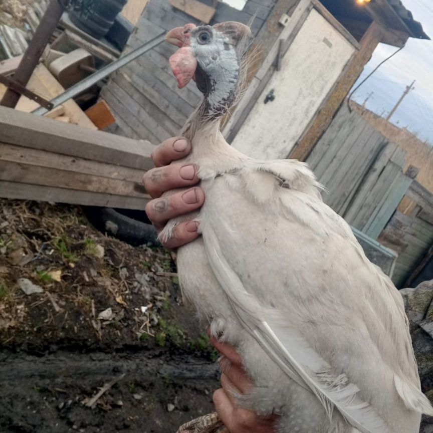 Самец цыцарки