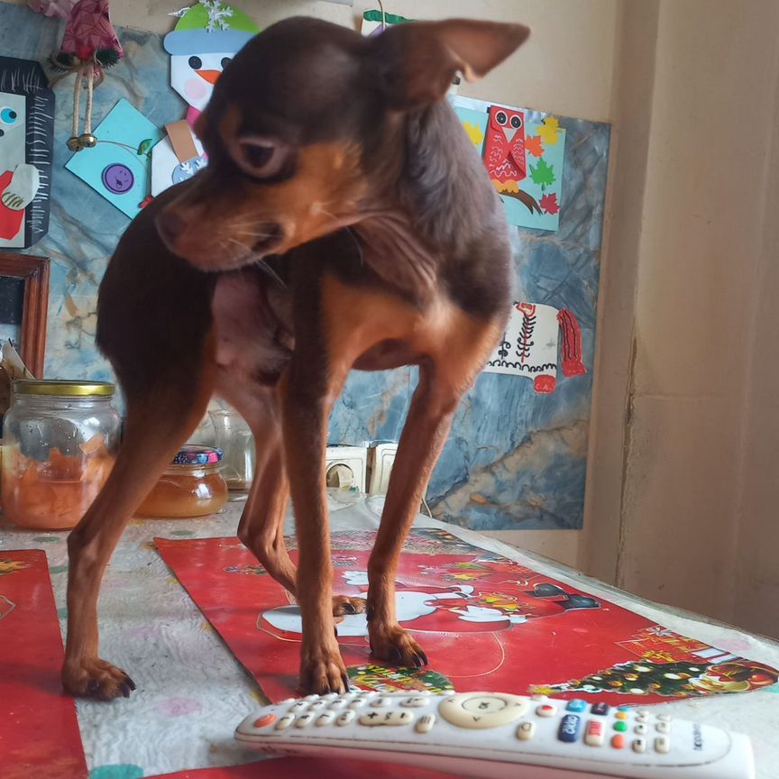 Русский той-терьер, вязка