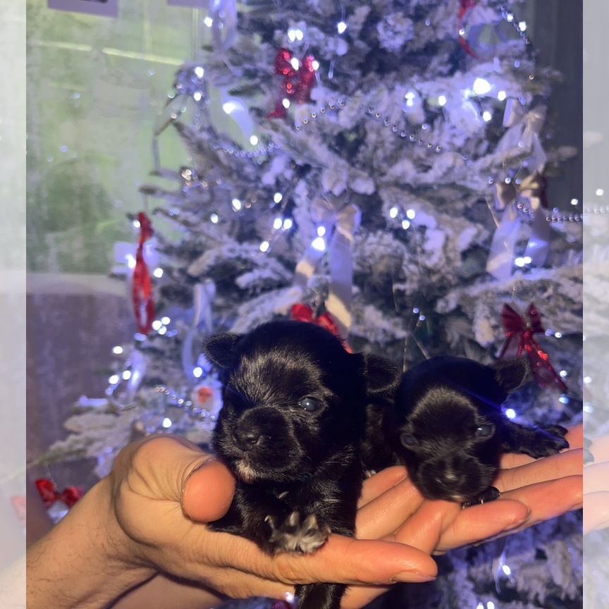 Йоркширский терьер, щенок