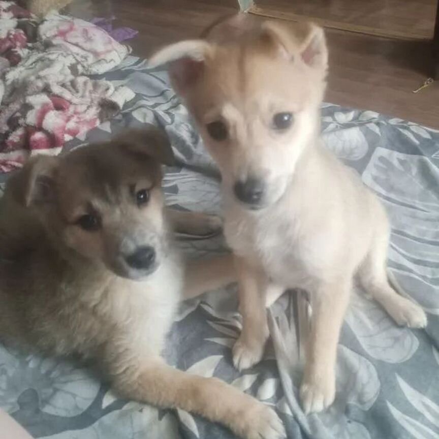 Щенок от частного владельца