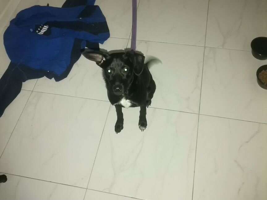 Отдам в добрые руки