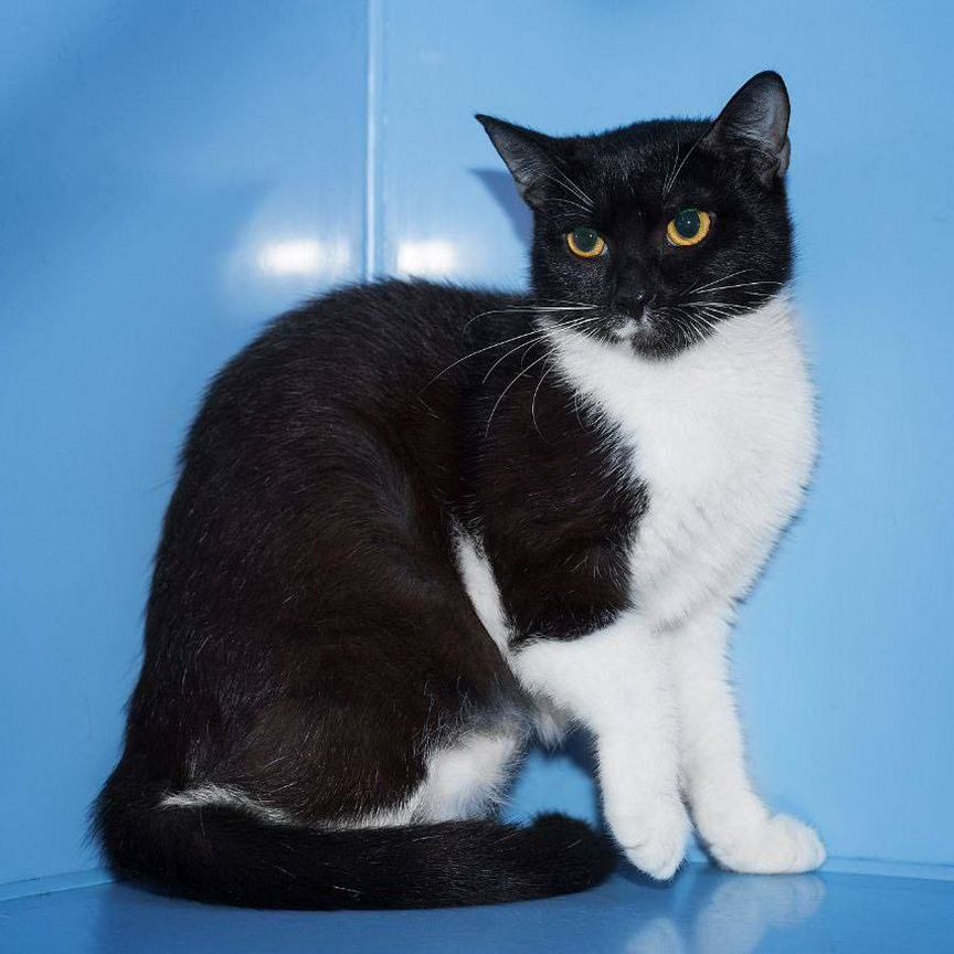 Кошка была спасена с улицы