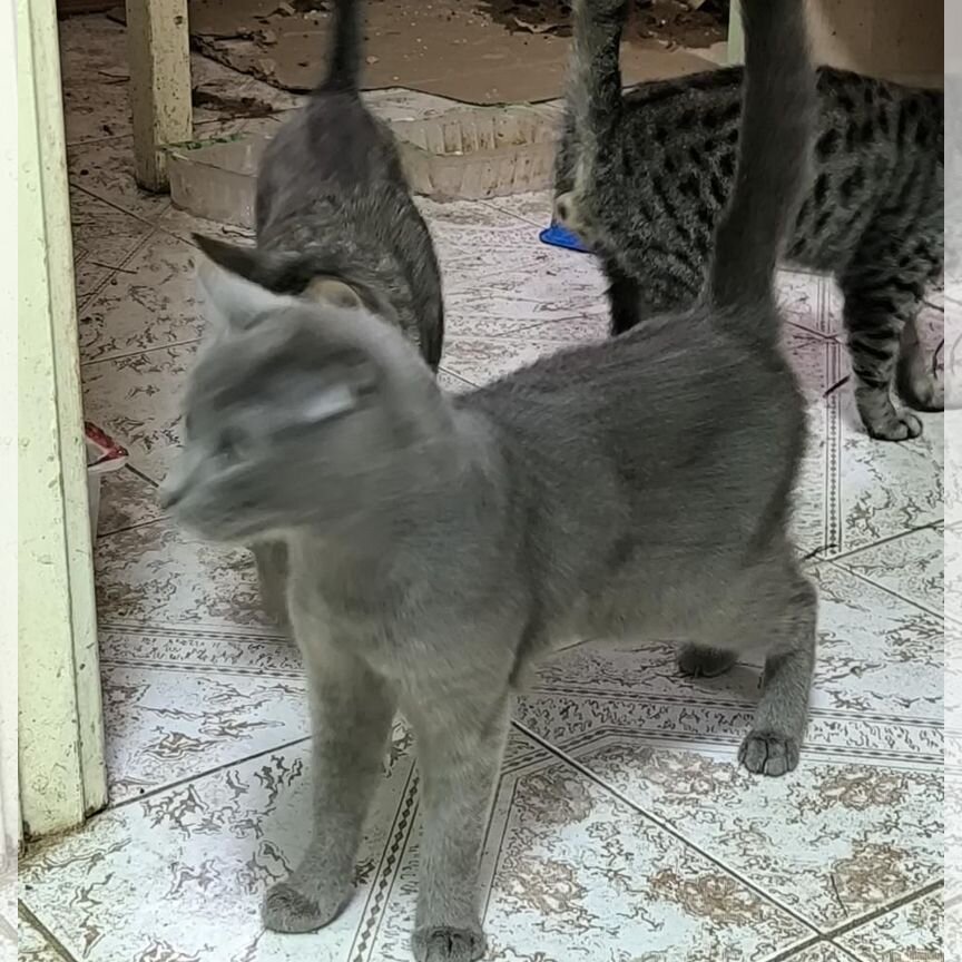 Отдам кошек и котят в хорошие руки
