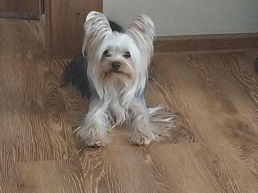 Йоркширский терьер вязка мальчик